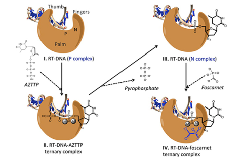 Structural insight into HIV reverse transcriptase | CHESS